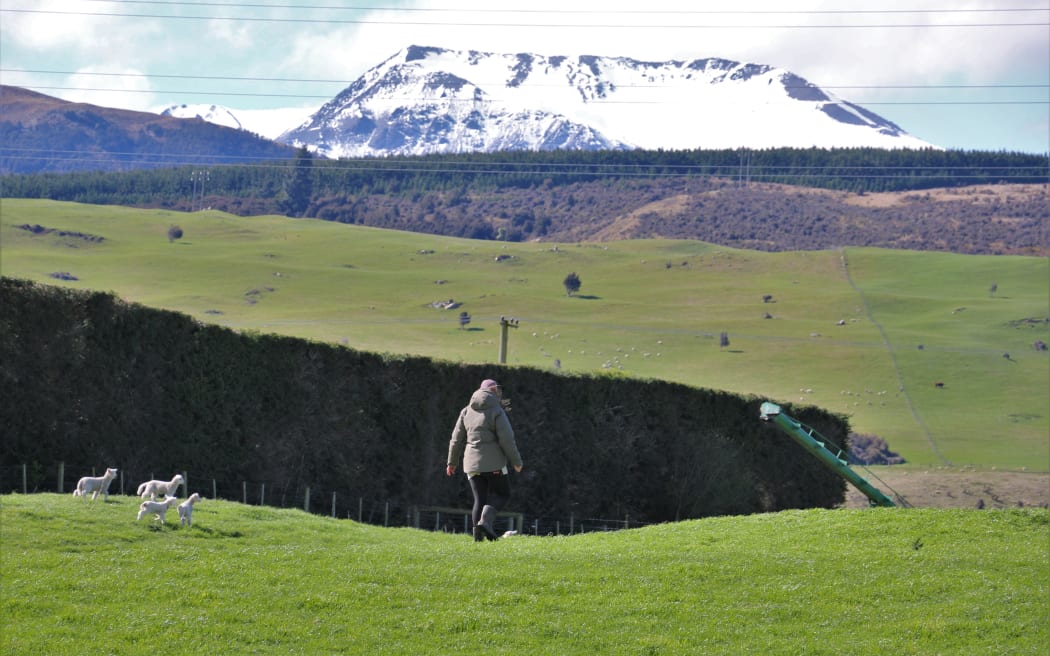 School leavers grow into hardy shepherds on high-country cadet farm | RNZ