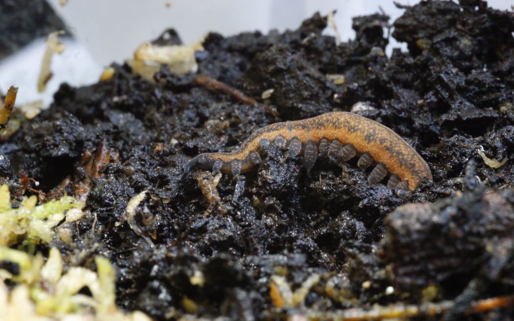 Prof Peter Deardon: the genetic secrets of the velvet worm | RNZ