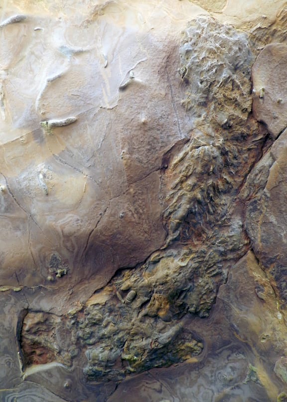 The Evolution Underground: Burrows, Bunkers and the Marvelous ...