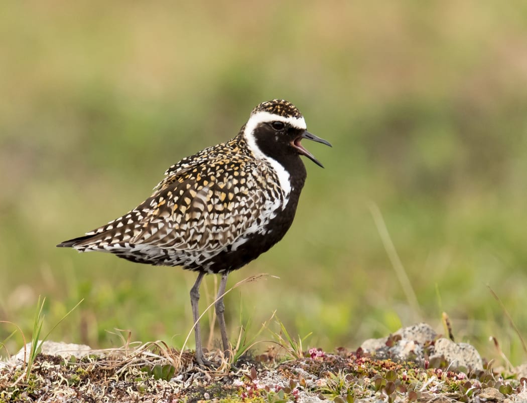 Tracking Pacific golden plovers around the world | RNZ