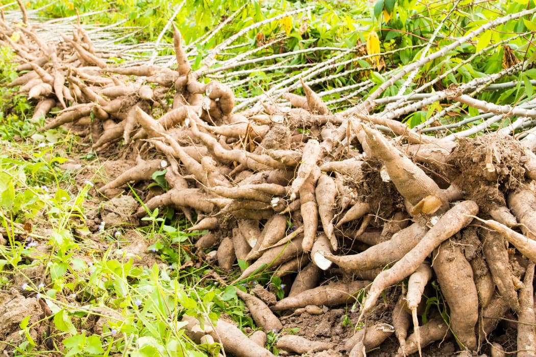 Vanuatu exporting root crops to NZ | RNZ News
