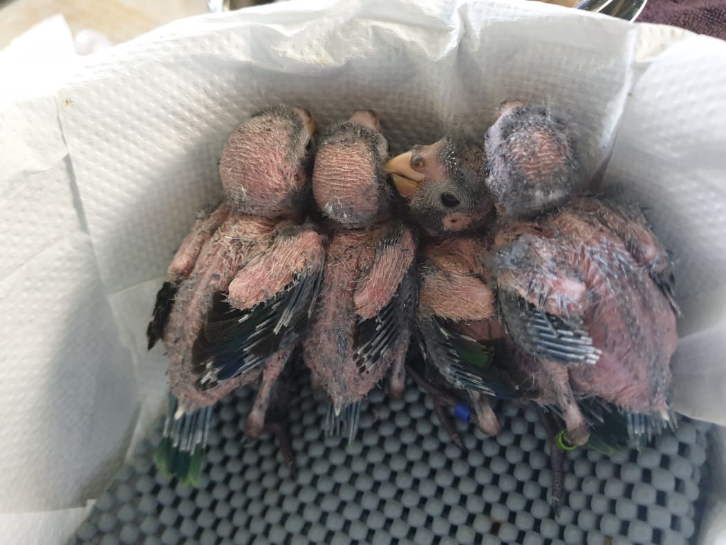 Team successfully hand-rear Kākāriki karaka chicks | RNZ News