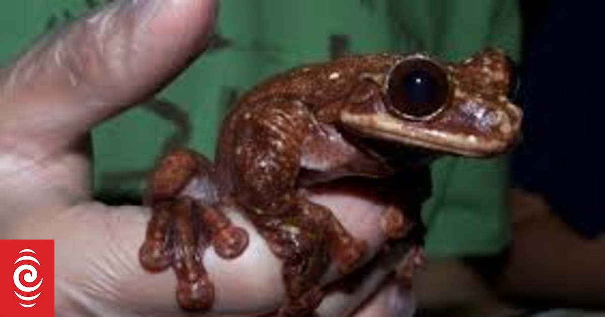Goodbye to Toughie the frog | RNZ