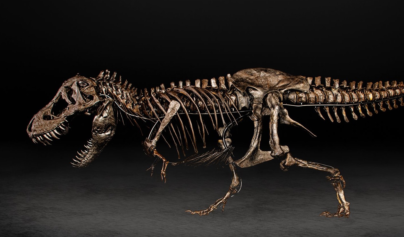 Auckland to host New Zealand's first Tyrannosaurus rex | RNZ News