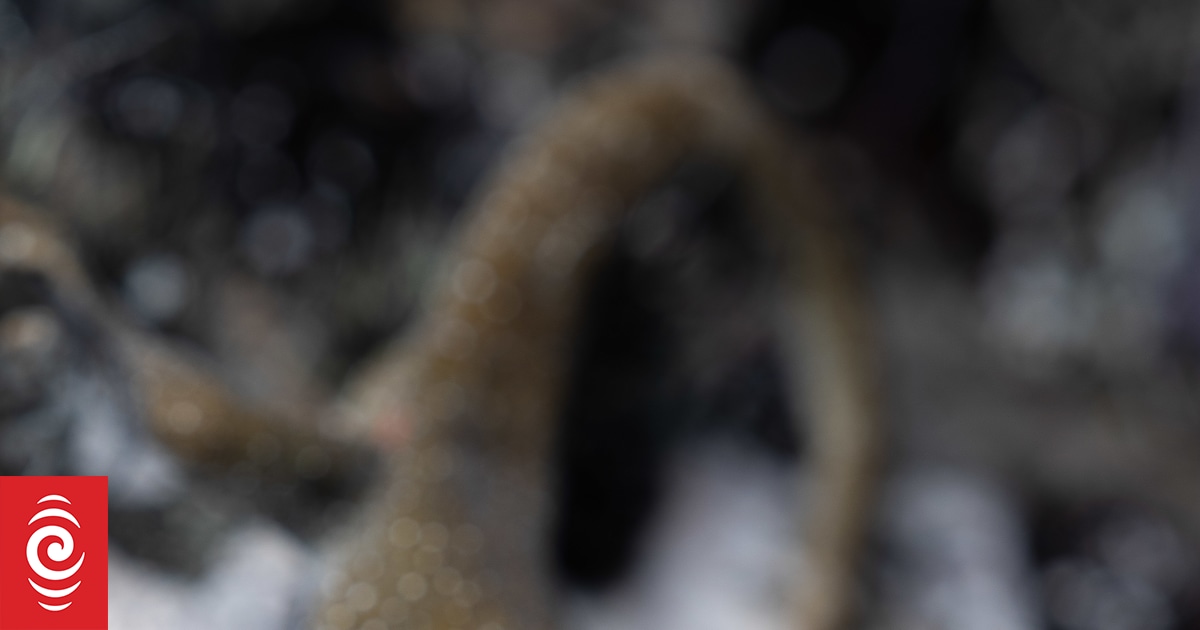 Critter of the Week: hura te ao gecko | RNZ