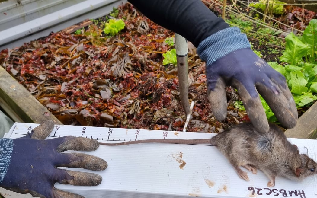 Culling rats from Stewart Island made child's play | RNZ News