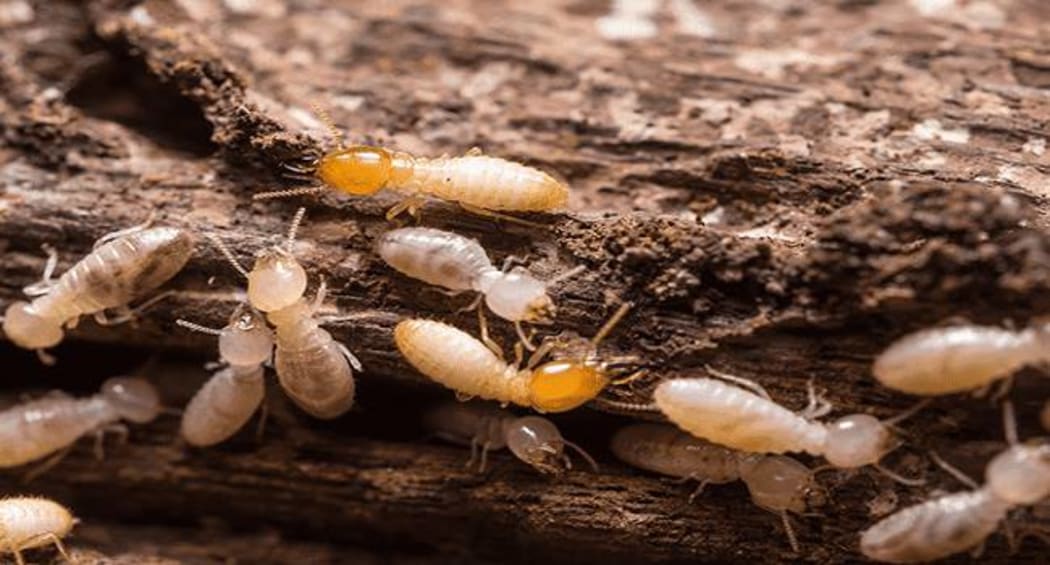 Termites cause biosecurity emergency in Fiji's Labasa district | RNZ News