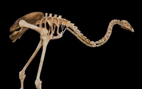 Our Changing World for Monday 16 January 2017 Our Changing World | RNZ