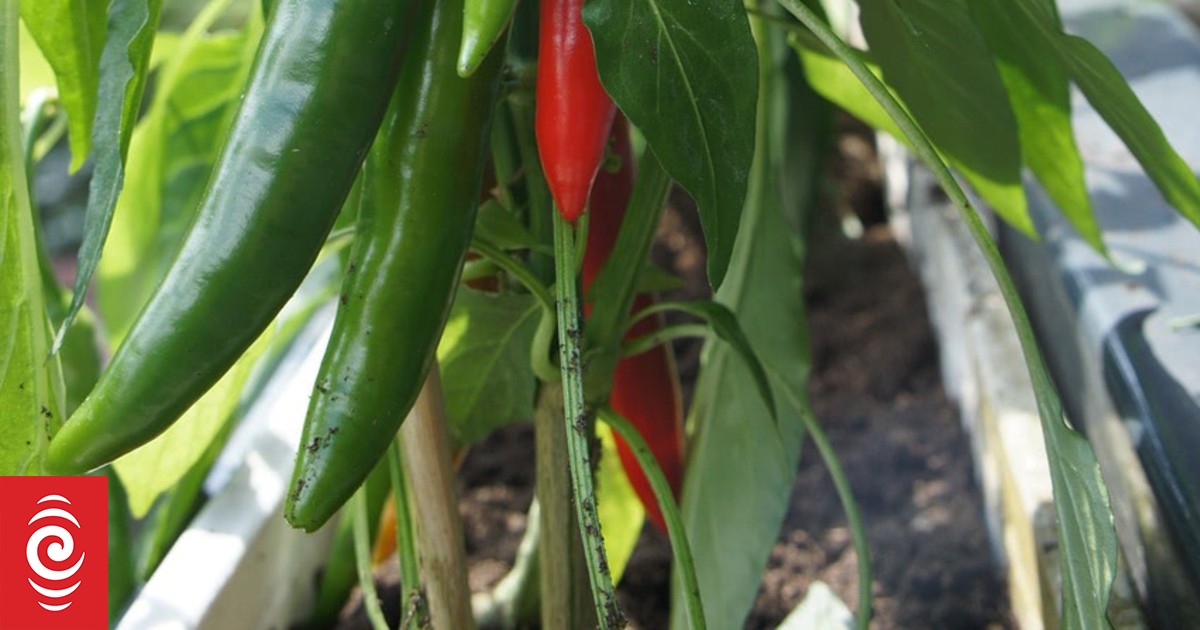 Fruit and Vege Report with Glenn Forsyth | RNZ