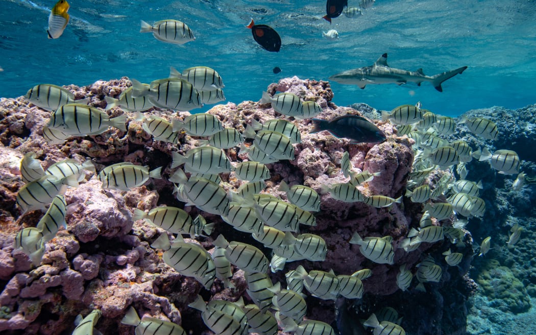 Coral making rapid recovery after devastating weather event | RNZ News