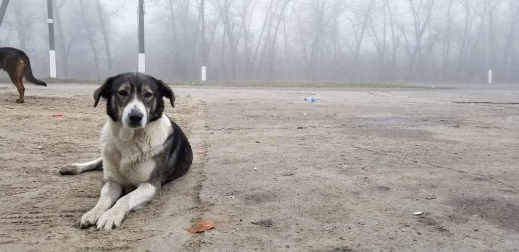 The dogs of Chernobyl: Lucas Hixson | RNZ