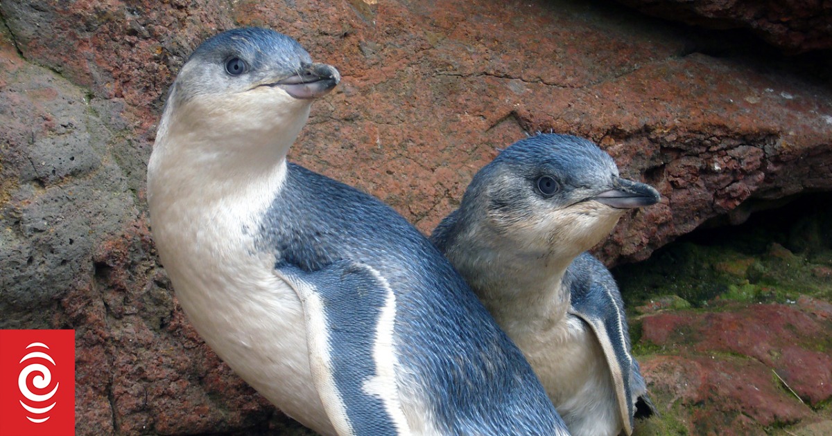 Hundreds of dead penguins wash up on Far North beaches | RNZ