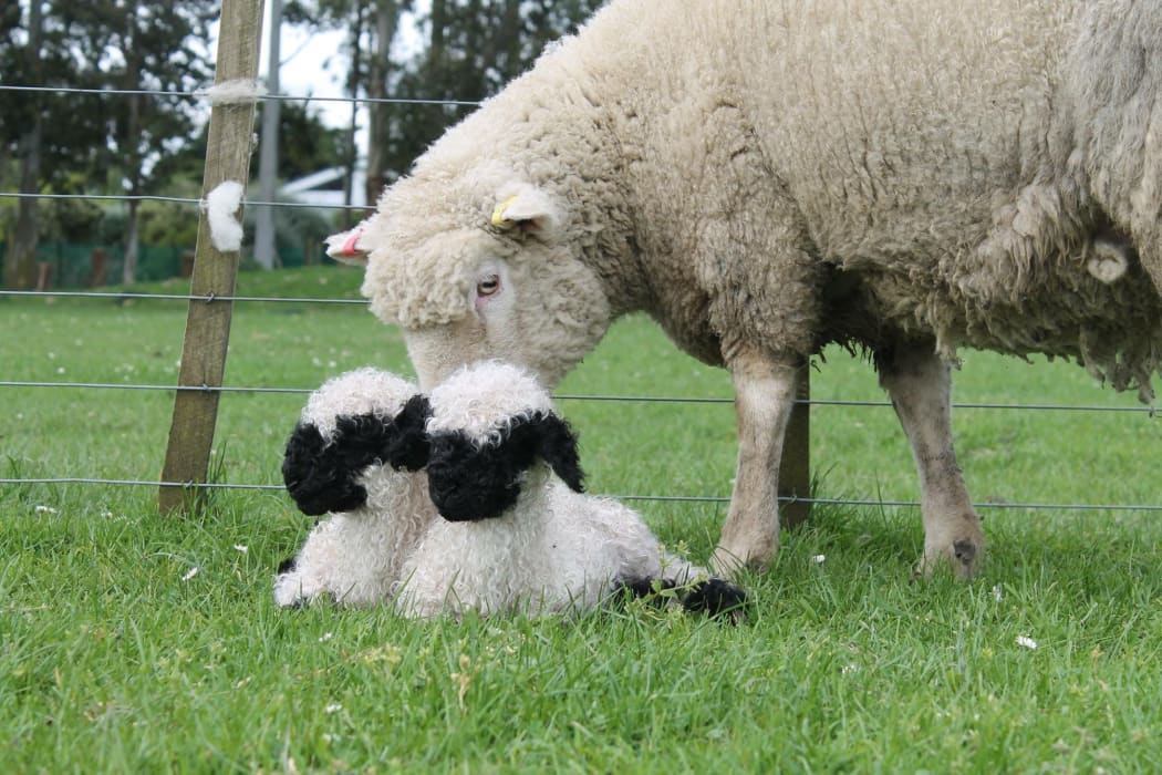 'The cutest sheep in the world' turns heads in Christchurch | RNZ News