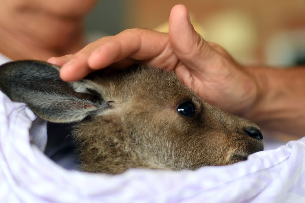 Library users embrace wildlife relief effort in Australia | RNZ News