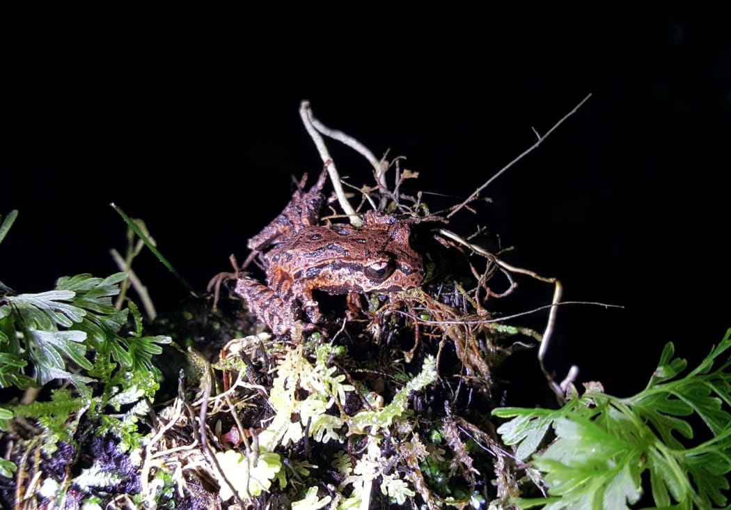 Archey's frogs thriving in the King Country | RNZ