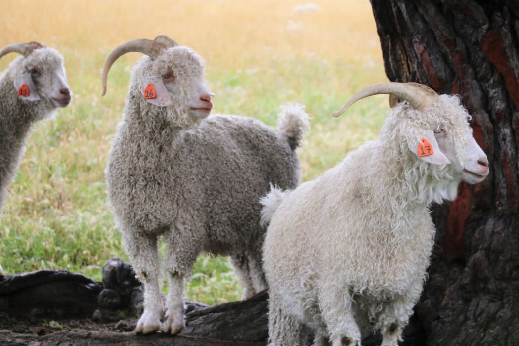 Goat farmer sets the baa high when it comes to mohair | RNZ