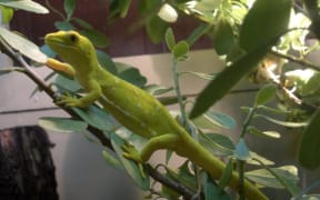 Critter of the Week | RNZ