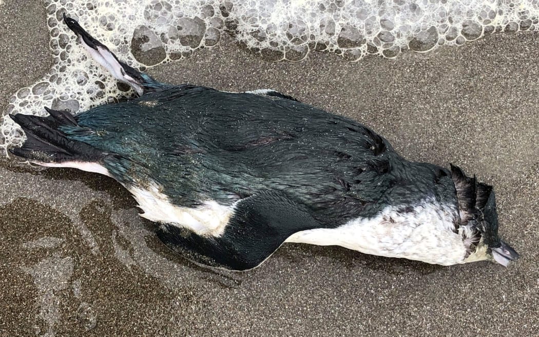 Hundreds of blue penguins die off, starved by La Niña | RNZ News