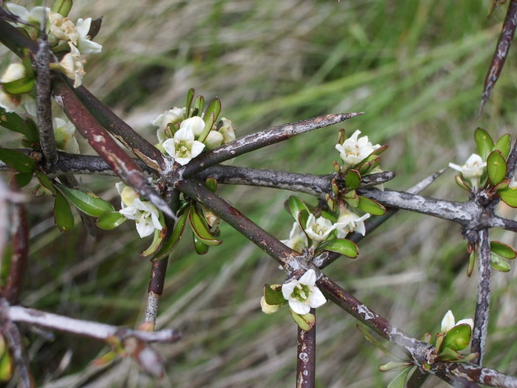 NZ native trees? There's an app for that | RNZ