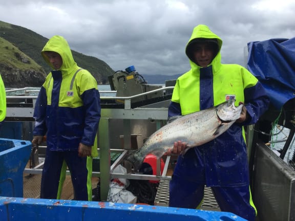 Akaroa Salmon: An experimental journey | A Gallery from Nine To Noon ...