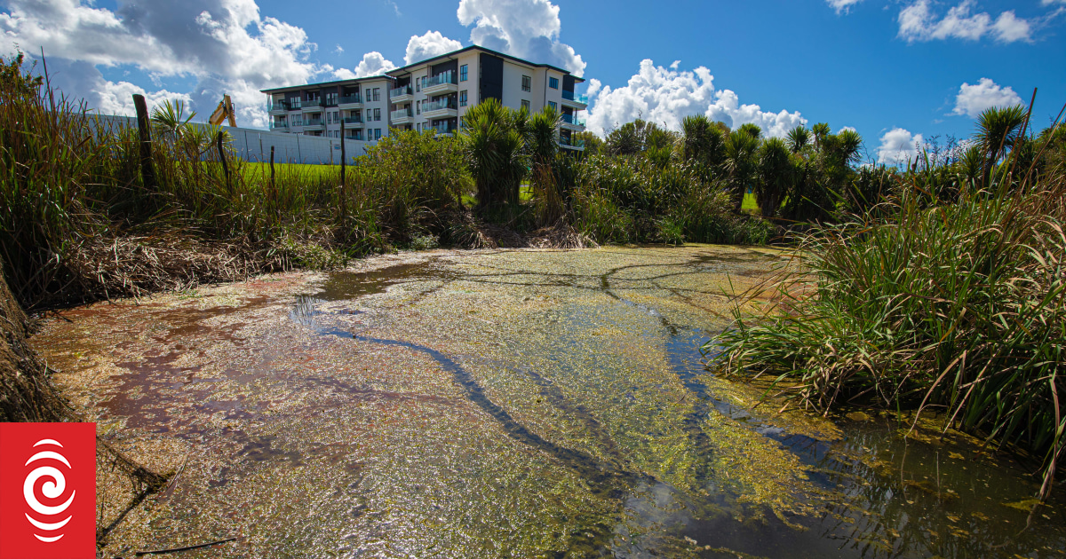 Experts call for 'sponge city' planning after floods hit Auckland | RNZ