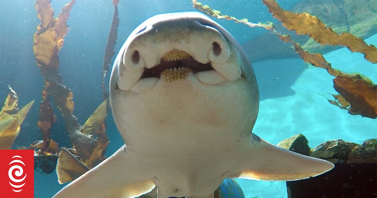 Culum Brown: Fish are way smarter than you think | RNZ