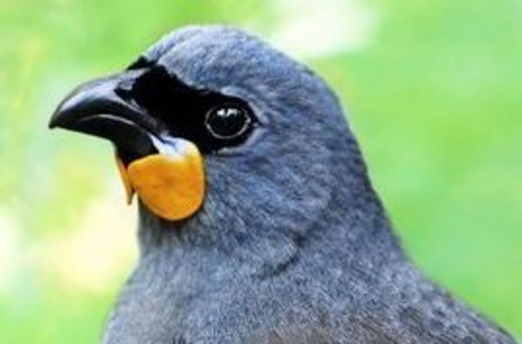 Bird song could prove the South Island kōkako exists | RNZ