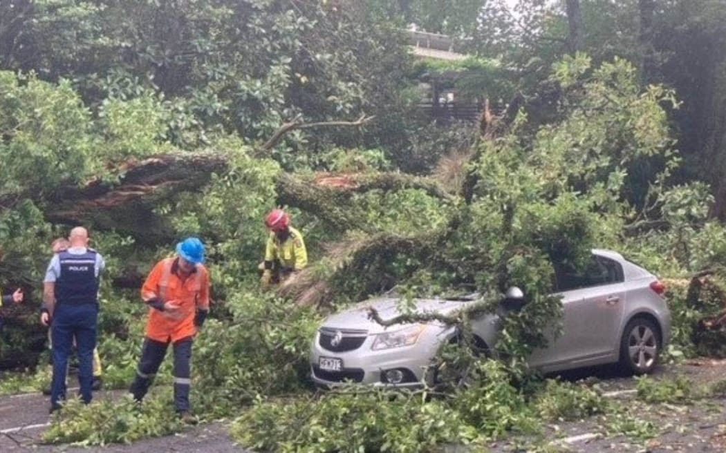 Fallen trees close roads in Hamilton | RNZ News