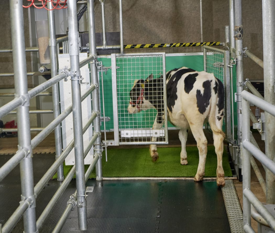 MooLoo - researchers find toilet training cows is possible | RNZ News