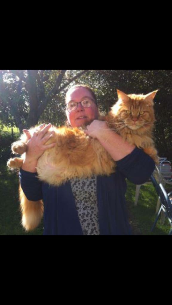 cats | A Gallery from Nine To Noon | RNZ National