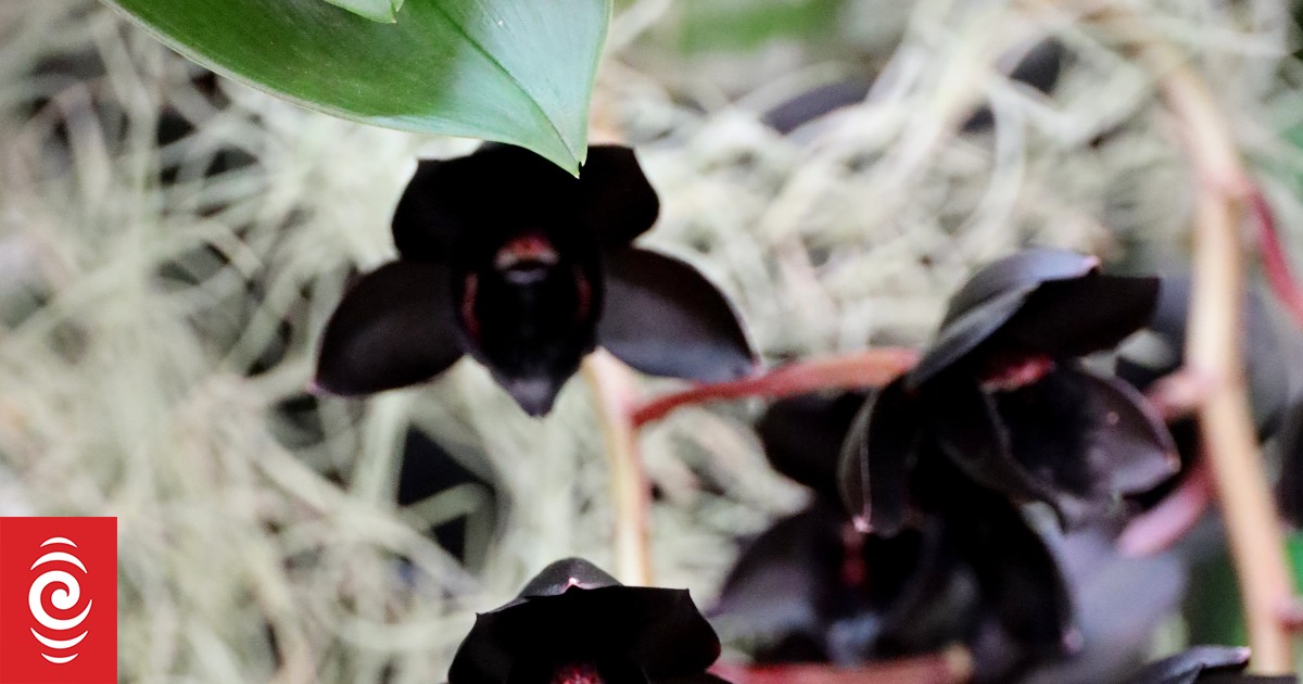 The creator of the illusive 'black orchid' | RNZ