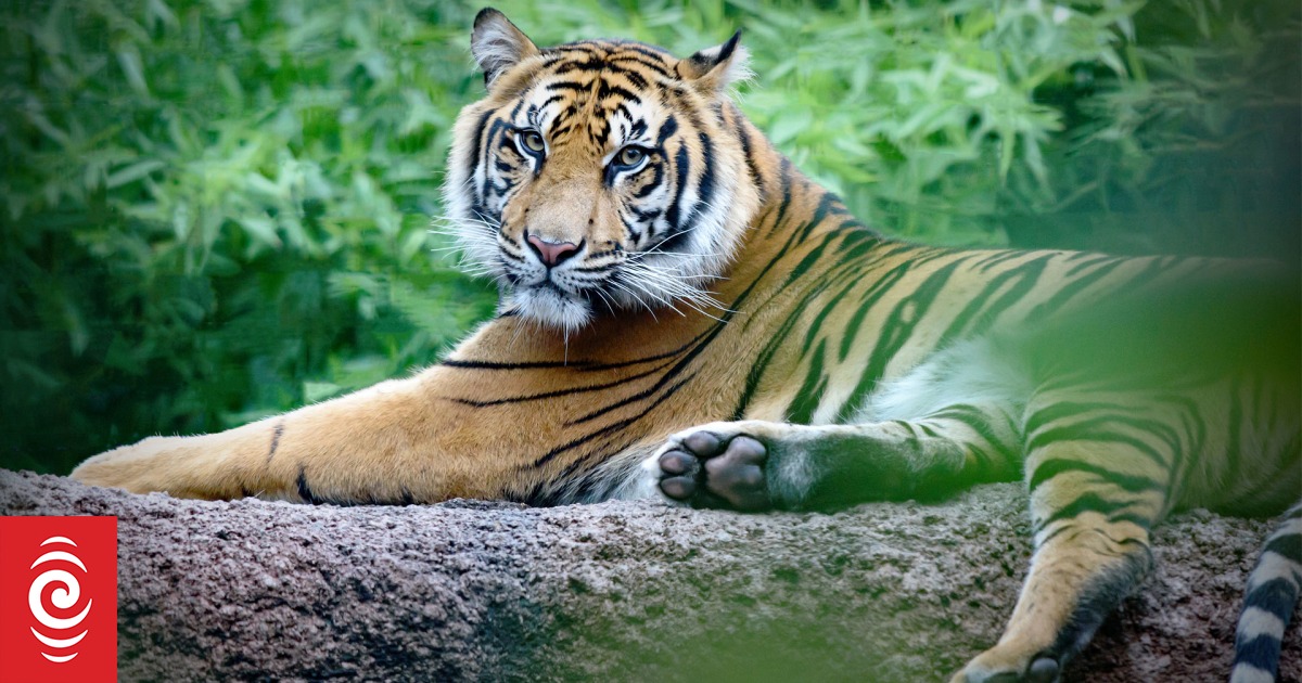 Auckland Zoo announces Sumatran tiger is pregnant | RNZ News