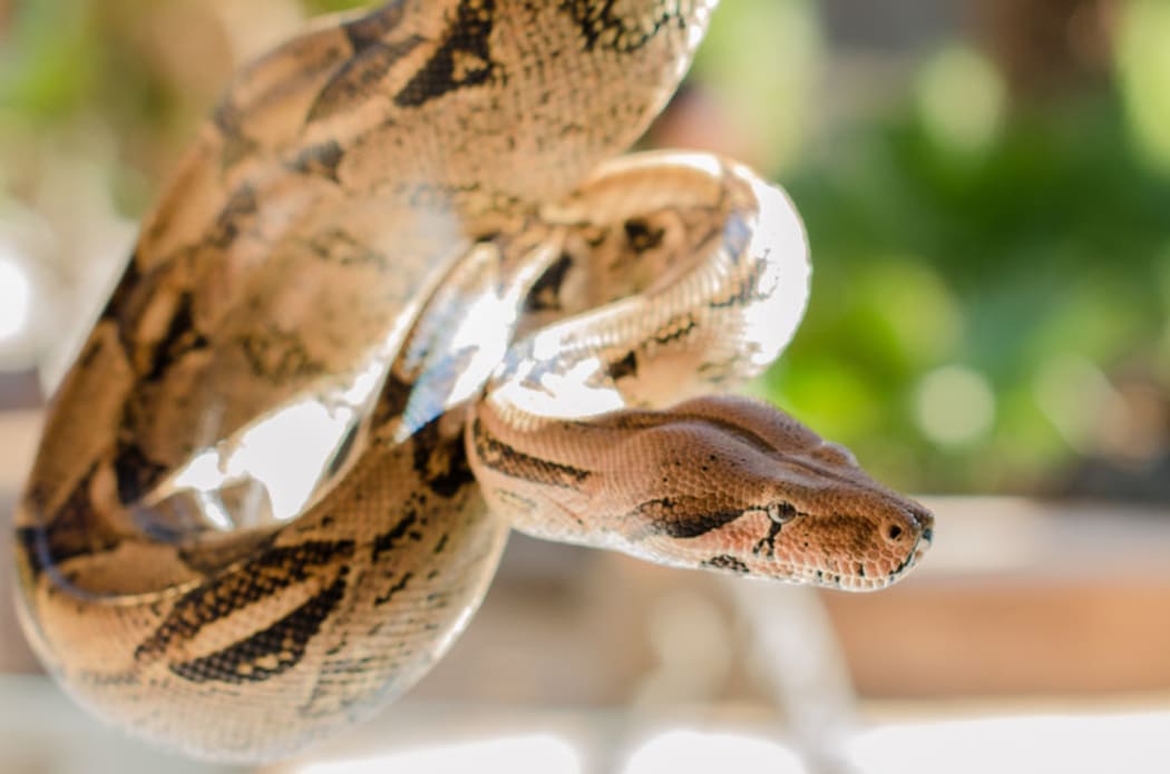 'I have a boa constrictor stuck to my face' | RNZ News