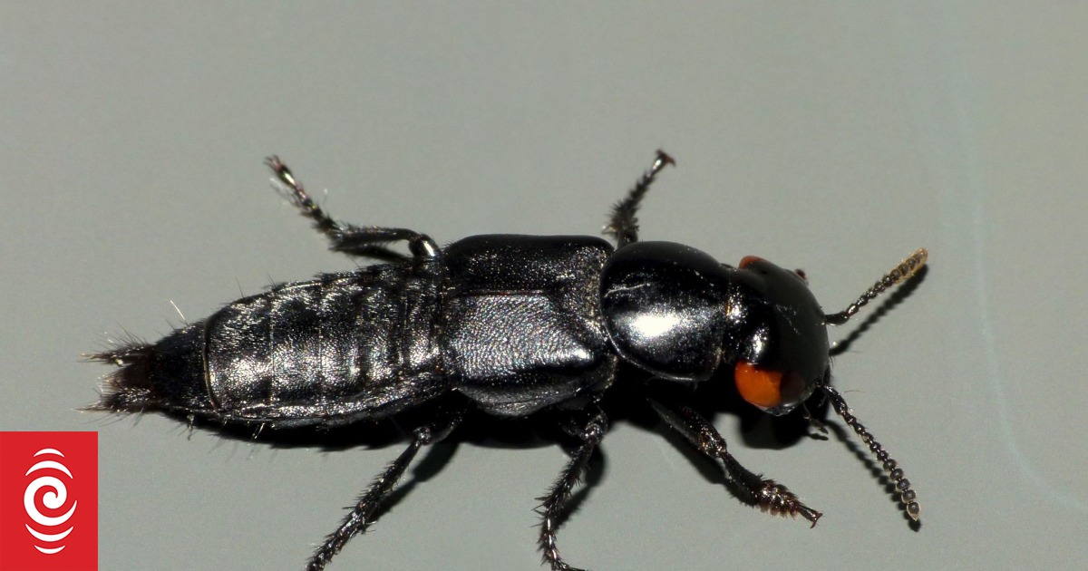 Critter of the Week: the devil's coach horse beetle | RNZ