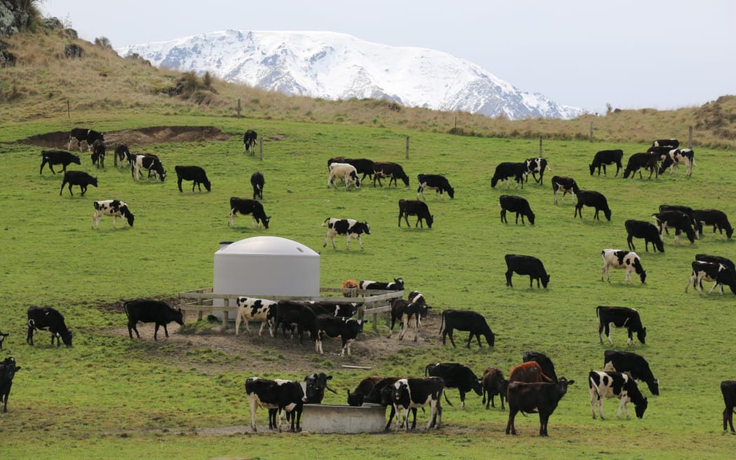 Māori farms bigger, carry more stock than average - data | RNZ News