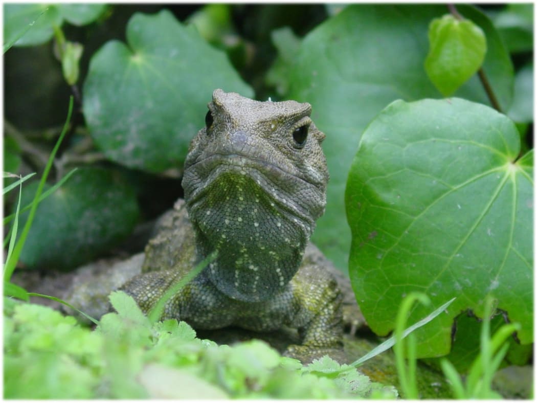 Why tuatara are so unique | RNZ