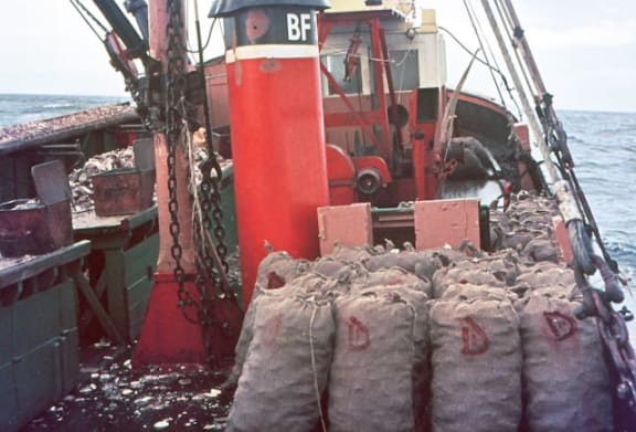 Bluff oysters | A Gallery from Afternoons | RNZ National
