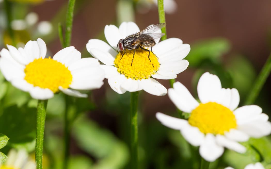 Why we need insects | RNZ