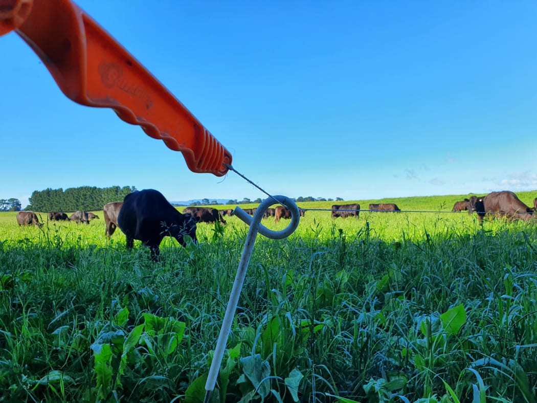 On the Farm - a wrap of farming conditions around NZ | RNZ