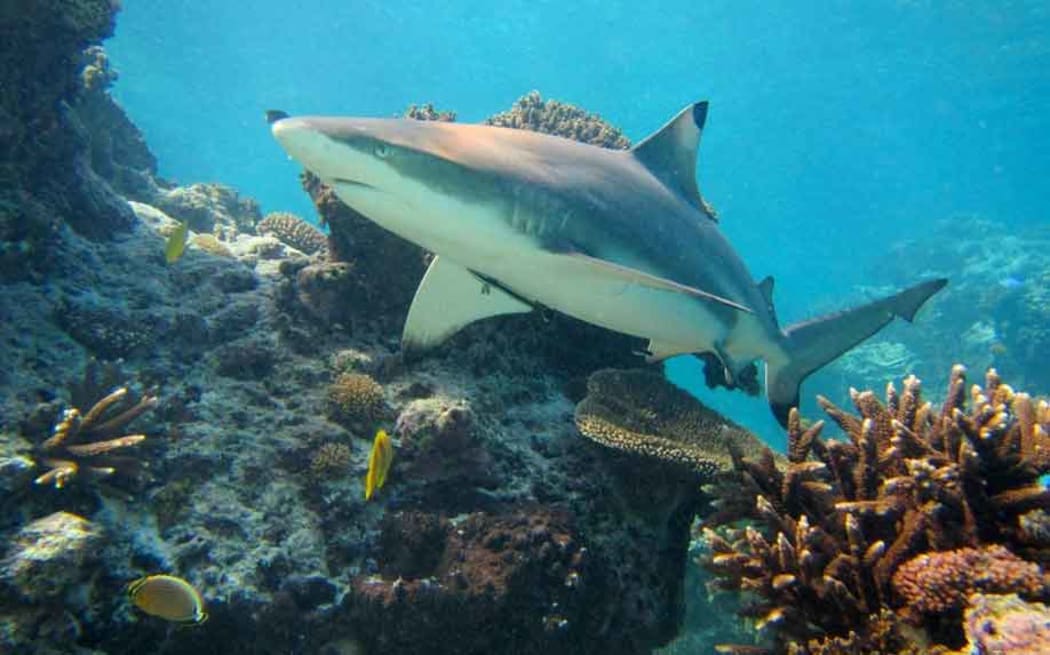 Increased shark sightings good news for Samoa fishery - ministry | RNZ News