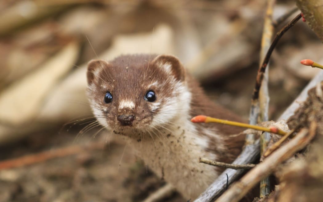Stoat on Great Barrier Island: Hunt for the hunter continues | RNZ News