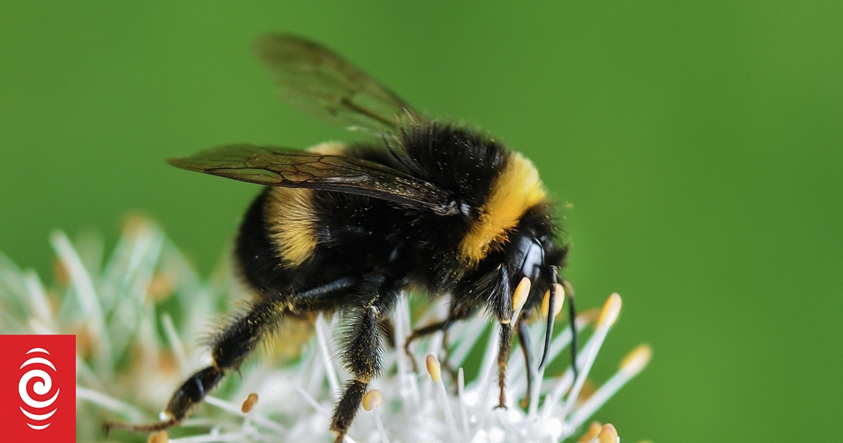 Research aims to extend life of bumblebee hives | RNZ