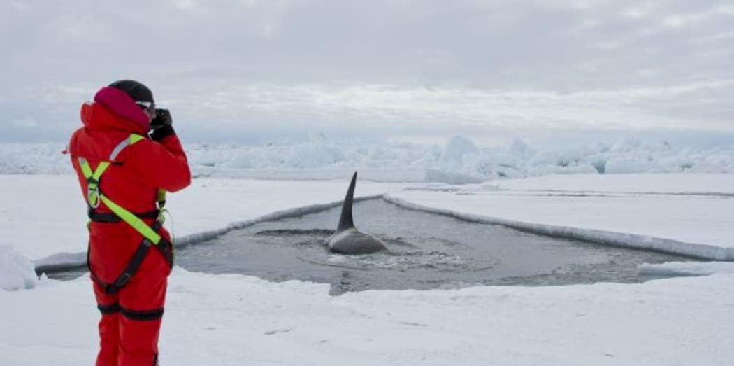Commuting Secrets of Antarctic Orca | RNZ