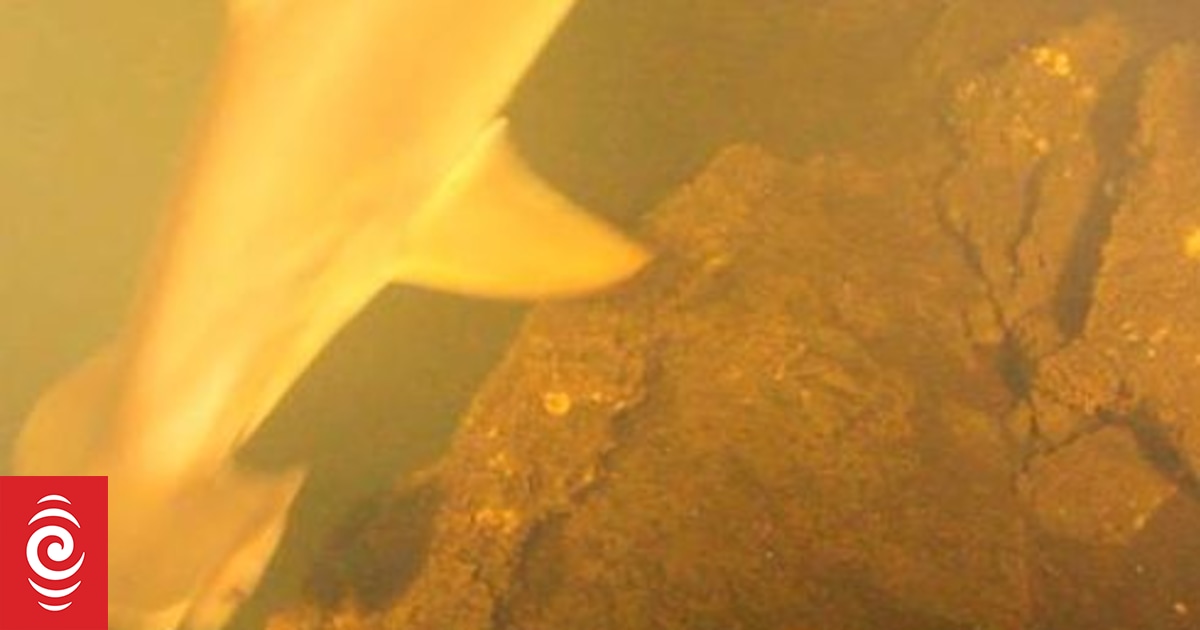 'Shark spa' in Solomons amazes scientists | RNZ News