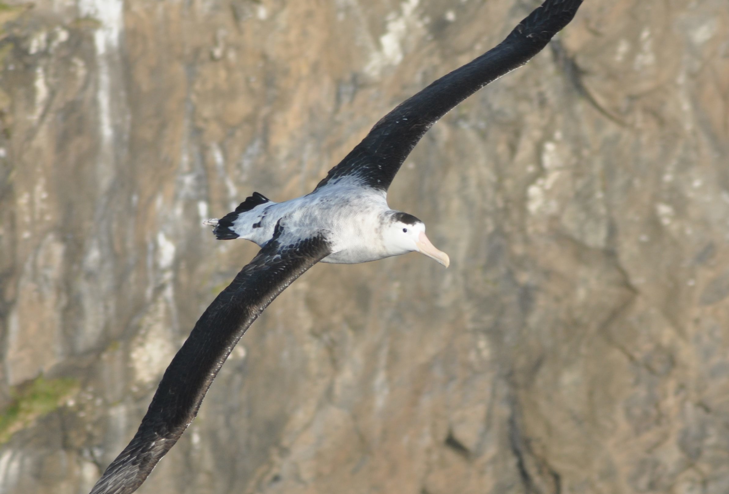 Albatross numbers dive | RNZ News