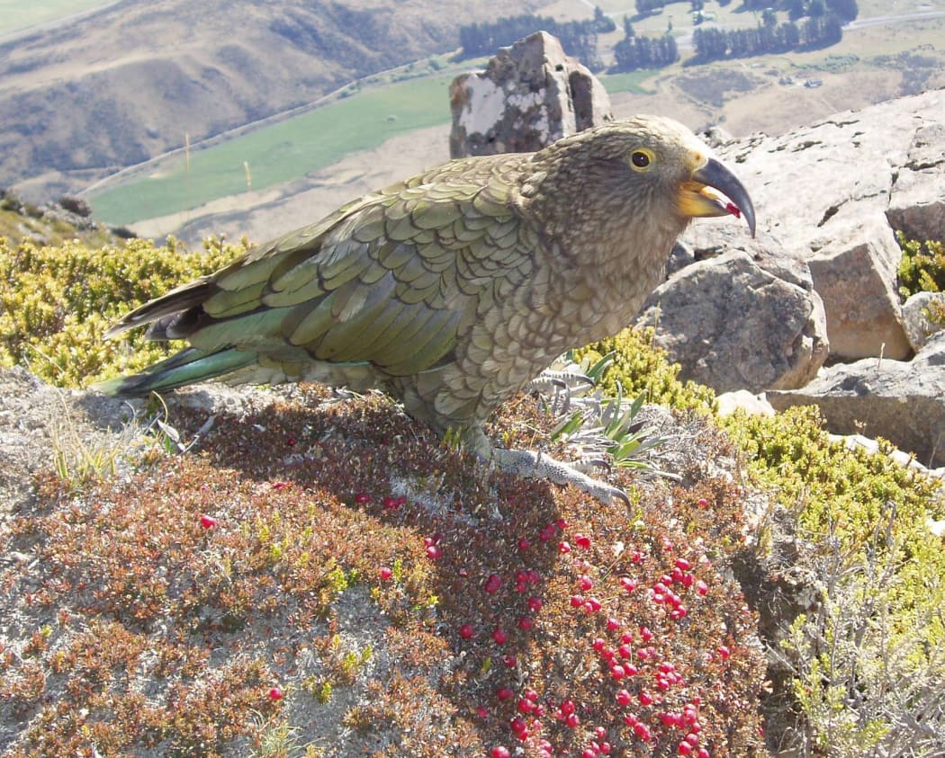 Kea get a helping hand | RNZ
