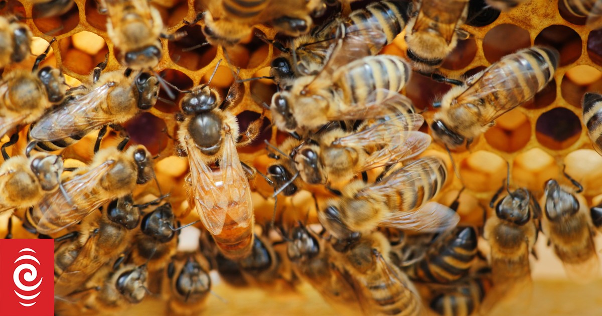 Why do bees buzz? | RNZ