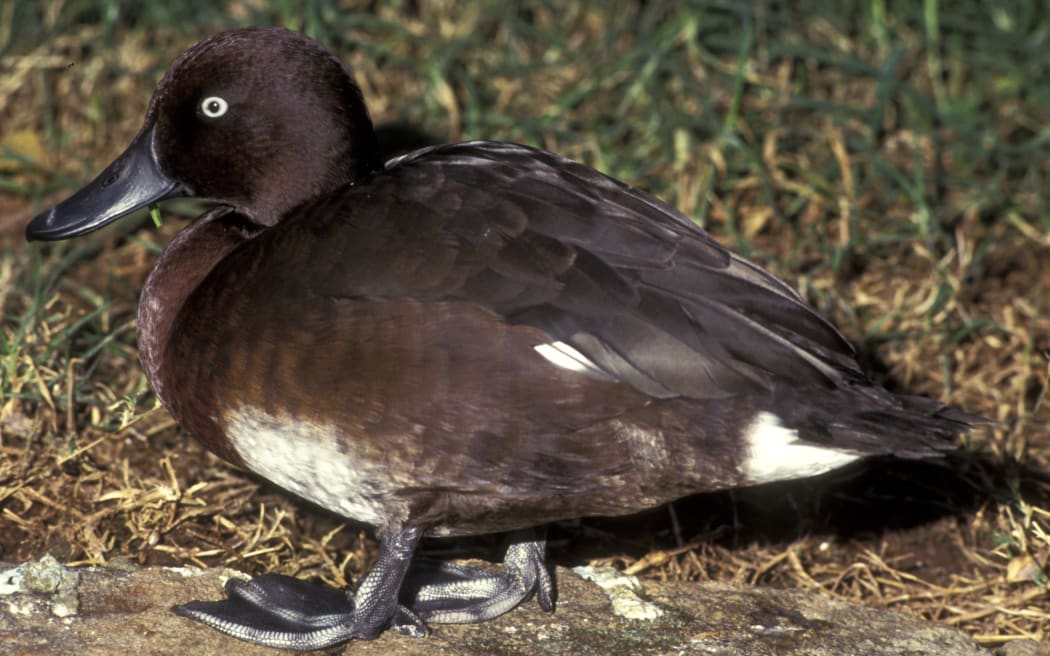 Rarest bird in the world making a comeback | RNZ News