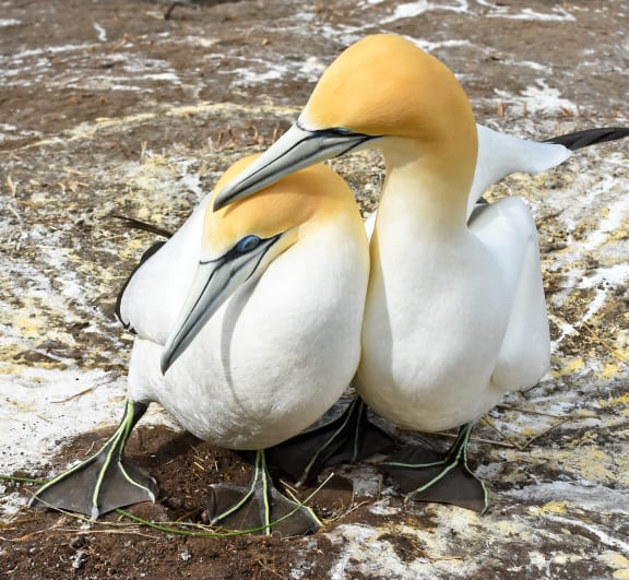 New Zealand's 50 top birdwatching sites | RNZ