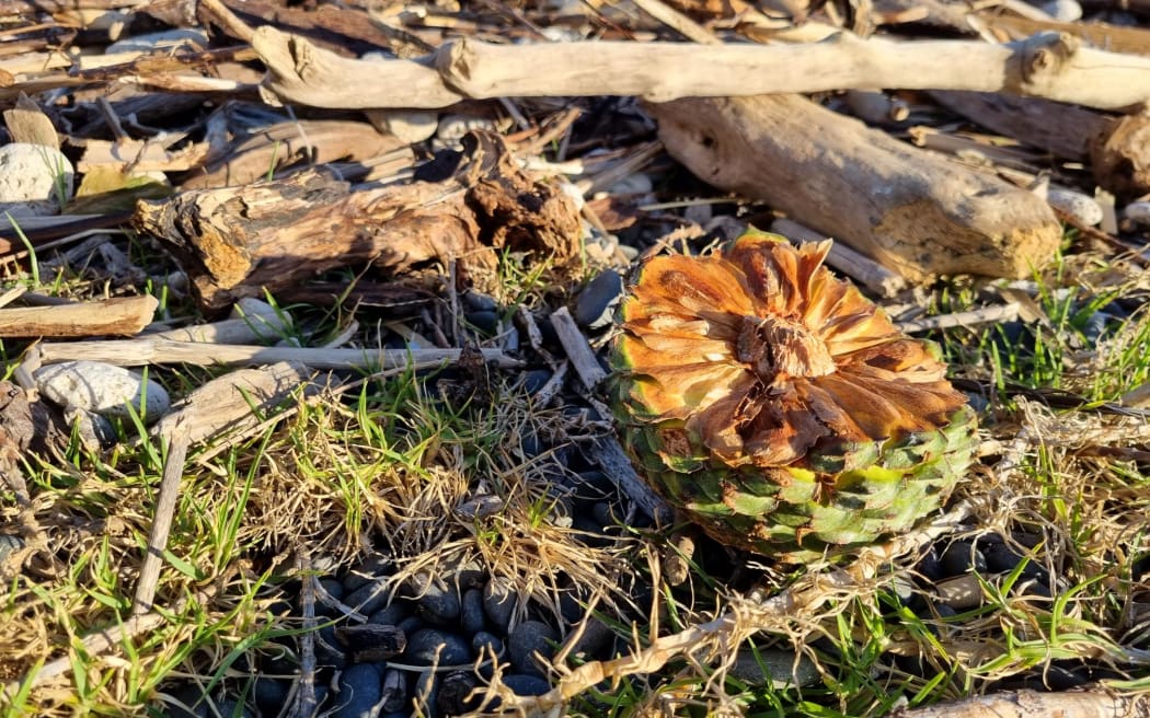 In photos: Cyclone Gabrielle clean up continues | RNZ News
